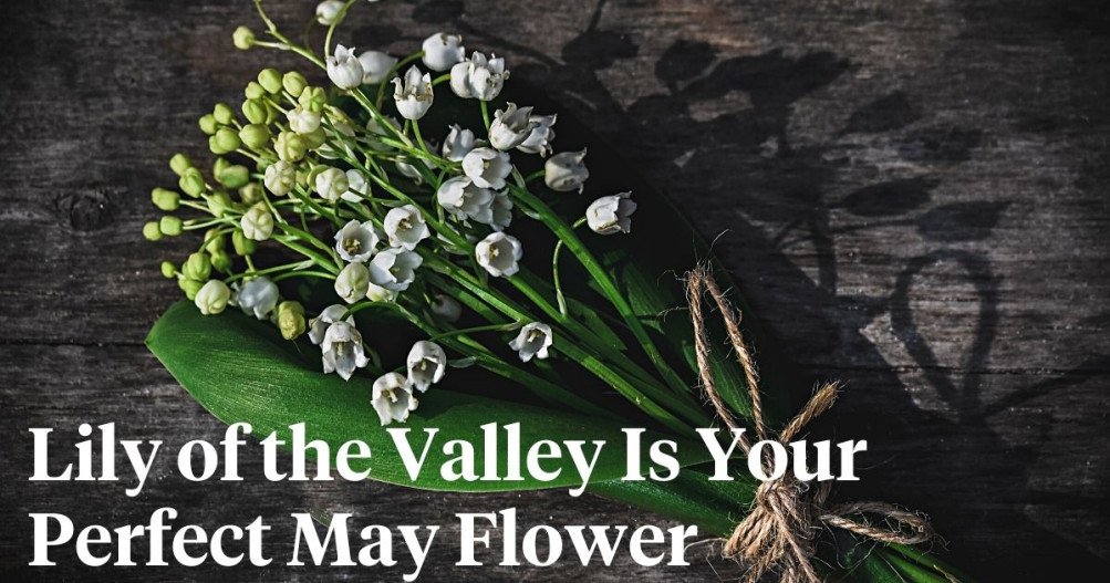 May Birth Flower: The Delicate and Fragrant Lily of the Valley - Article...