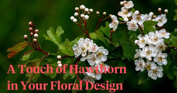 Hawthorn Flower Meaning and Symbolism in Floral Designs
