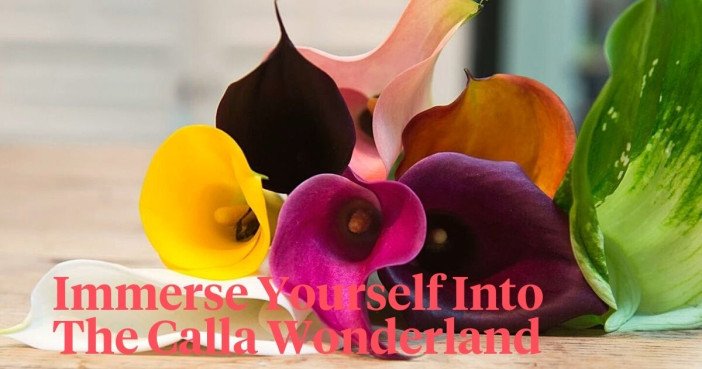 Understanding Calla Lily Meaning and Symbolism