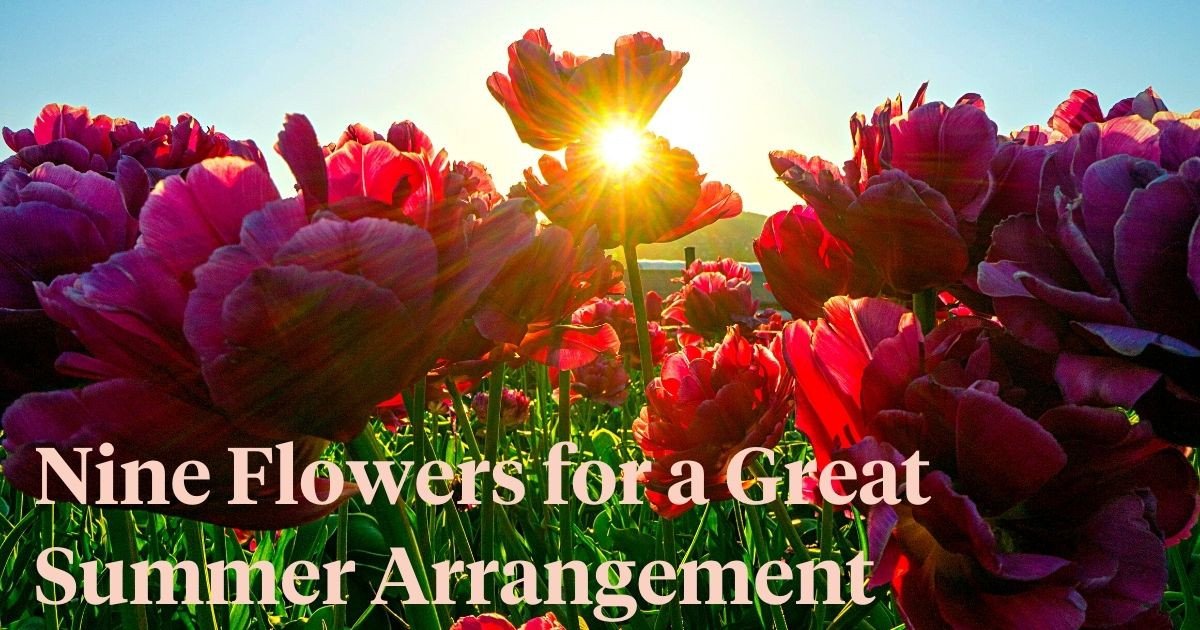 9 Classic Summer Flowers: Summer Flowers for Planting and to Pot - Artic...