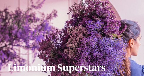 Limonium - A Glimmer of Purple Light - Article onThursd