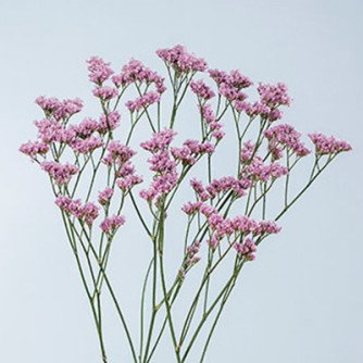 Limonium Silver Pink