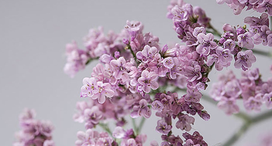 Limonium Silver Pink