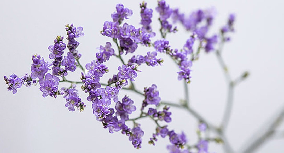 Limonium Skylight