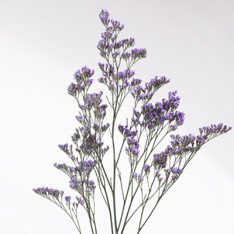 Limonium Skylight
