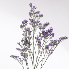 Limonium Skylight