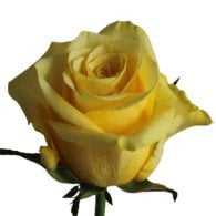 Rose Rise & Shine
