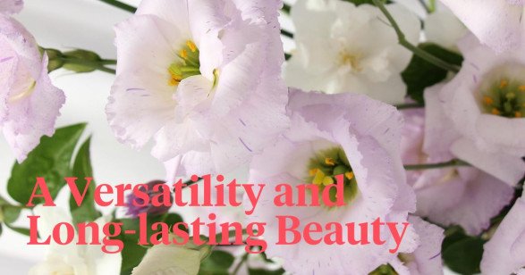 All About the Elegant Lisianthus Flower - Article on Thursd