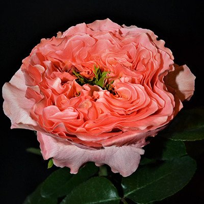 Rose Mandarin X-Pression