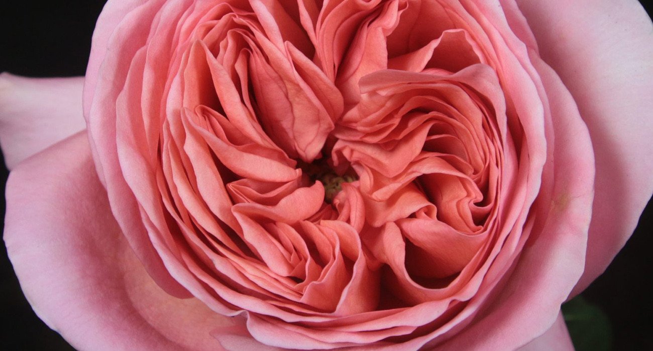 Rose Pink X-Pression