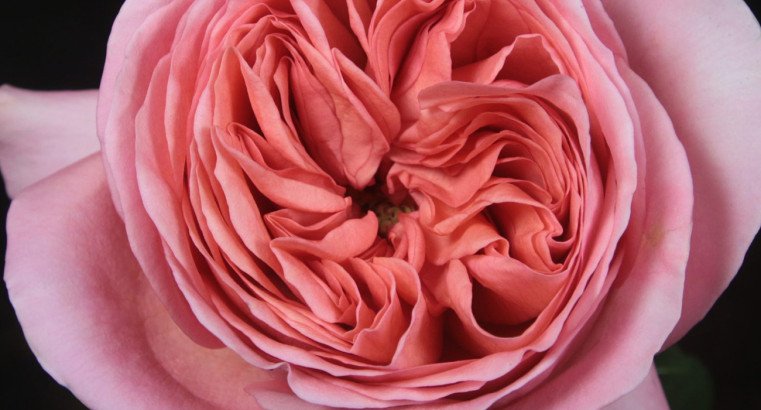 Rose Pink X-Pression