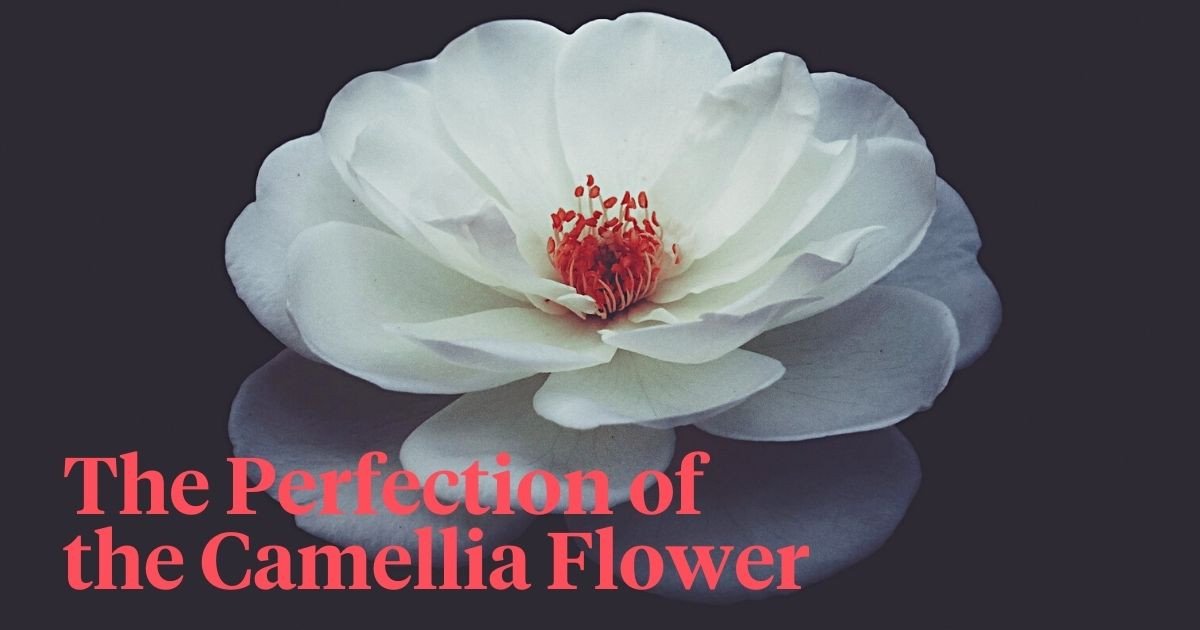 Camellia Flower Meaning and Symbolism