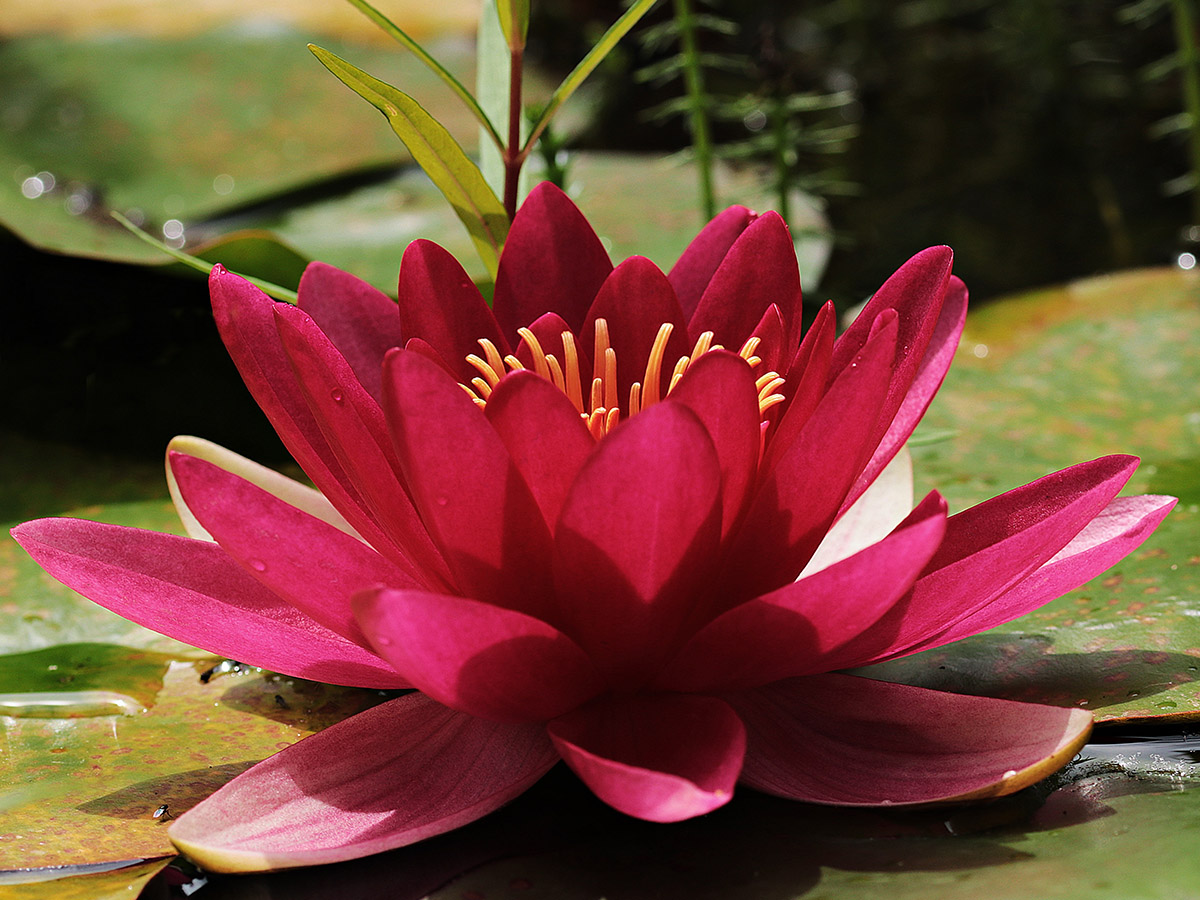 Capture Earth's Wonders - Celebrate Nature Photography Day! Capture Earth's Wonders - Celebrate Nature Photography Day!