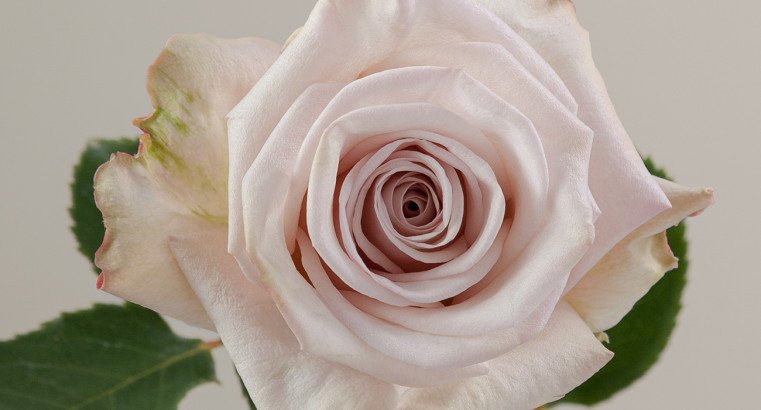 Rose Aly | Product on Thursd.com