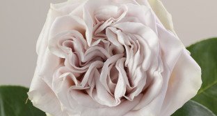 Rose Westminster Abbey