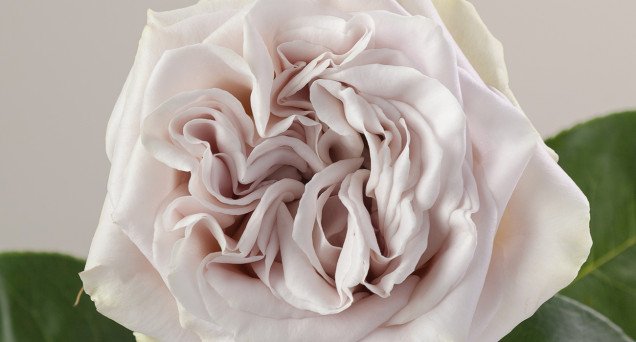 Rose Westminster Abbey