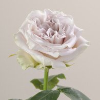 Vip Roses by Sassen - Grower on Thursd