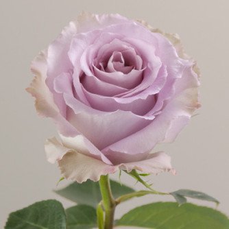 Rose Cooldown | Product Featured on Thursd.com