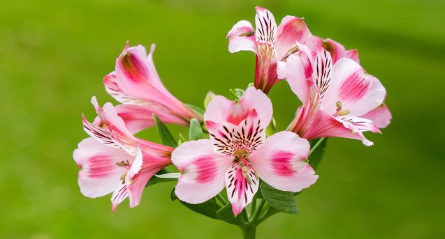 Alstroemeria Panorama