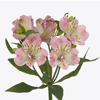 Alstroemeria Wonder Sweet
