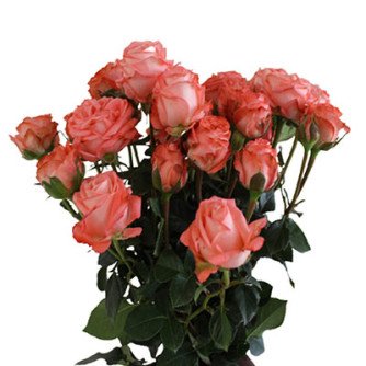 Spray Rose Amazing Magic - Product on Thursd