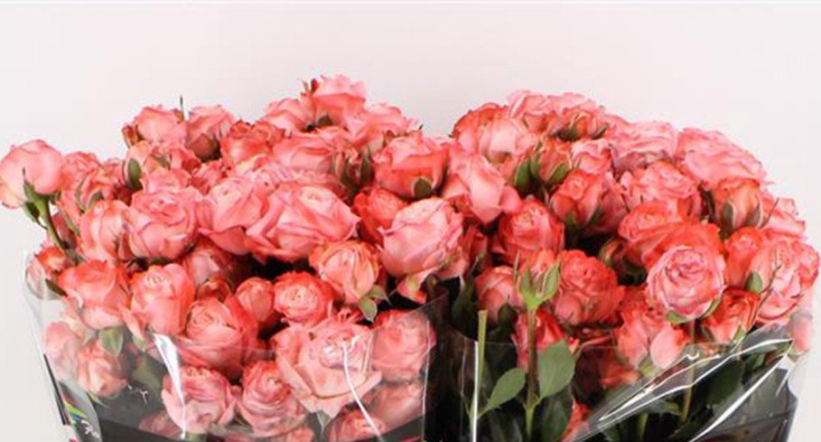 Spray Rose Amazing Magic