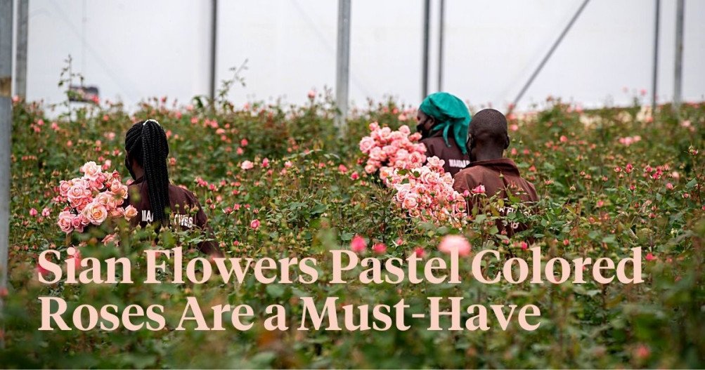 Sian Flowers' Pastel-Colored Roses for All Occasions