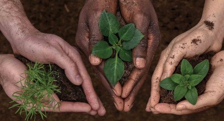 PanAmerican Seed - Breeder onThursd