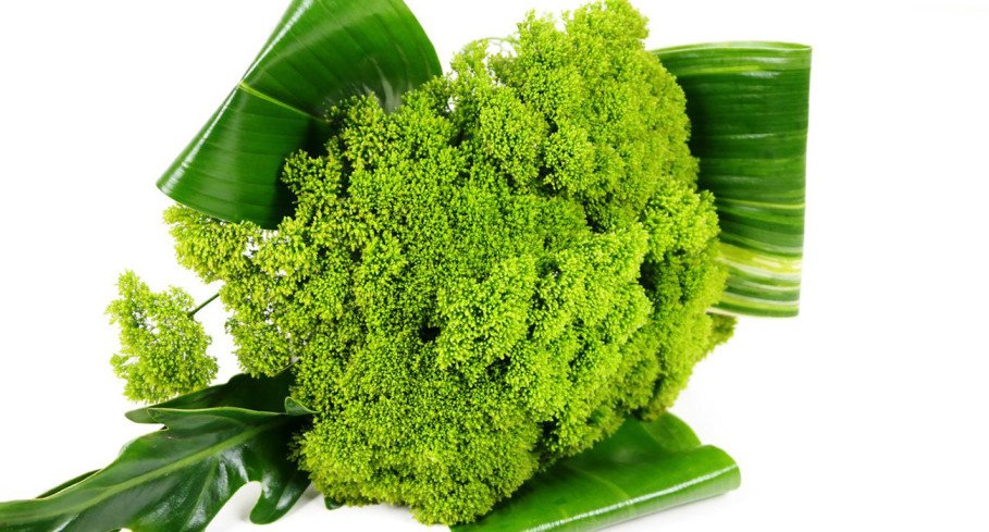 Trachelium Briba Green - Product onThursd