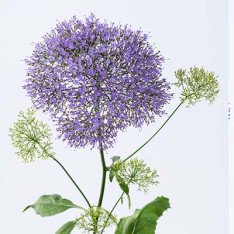 Trachelium Lake Michigan Blue