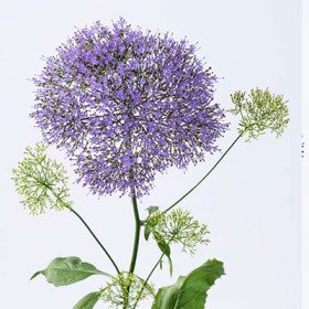 Trachelium Lake Michigan Blue