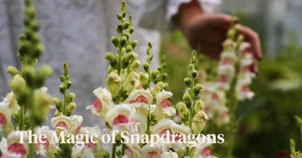 How to Grow Snapdragon Flowers and Understand Their Meaning