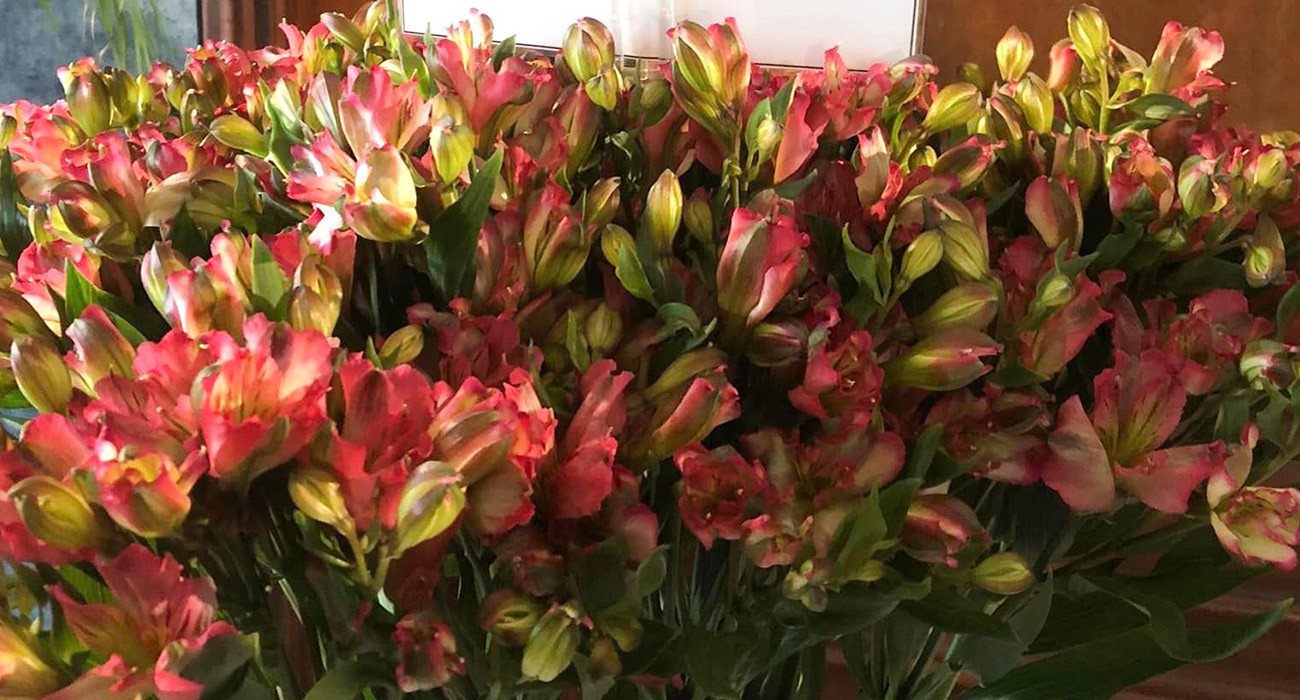 Alstroemeria Florinca Pink Paradiso