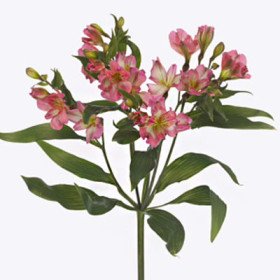 Alstroemeria Florinca Pink Paradiso