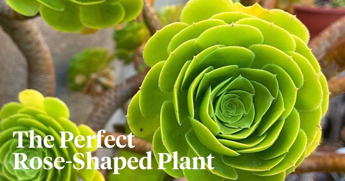 Care Guide for Mountain Rose Succulents and How to Grow at Home