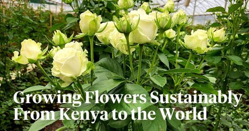 Kenyan and Global Flower Sectors Blooming With Green Initiatives