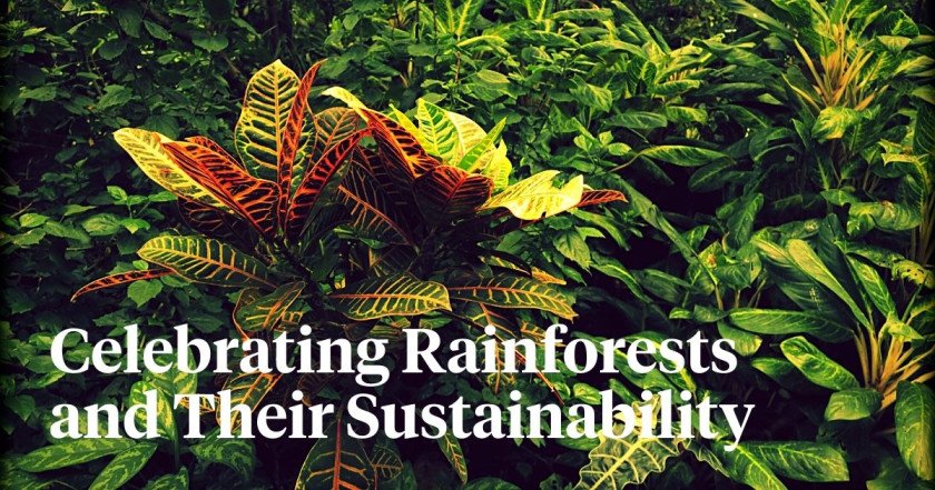 World Rainforest Day Is a Celebration of Our Green Guardians - Article o...