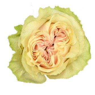 Decofresh Aalsmeer - Trader onThursd