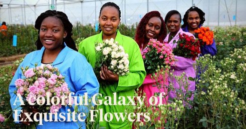 Black Tulip Group Floral Enterprise