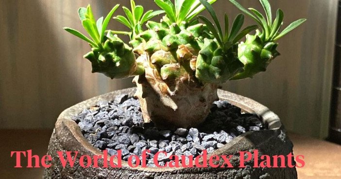 The Fascinating World of Caudex Plants and Care Tips