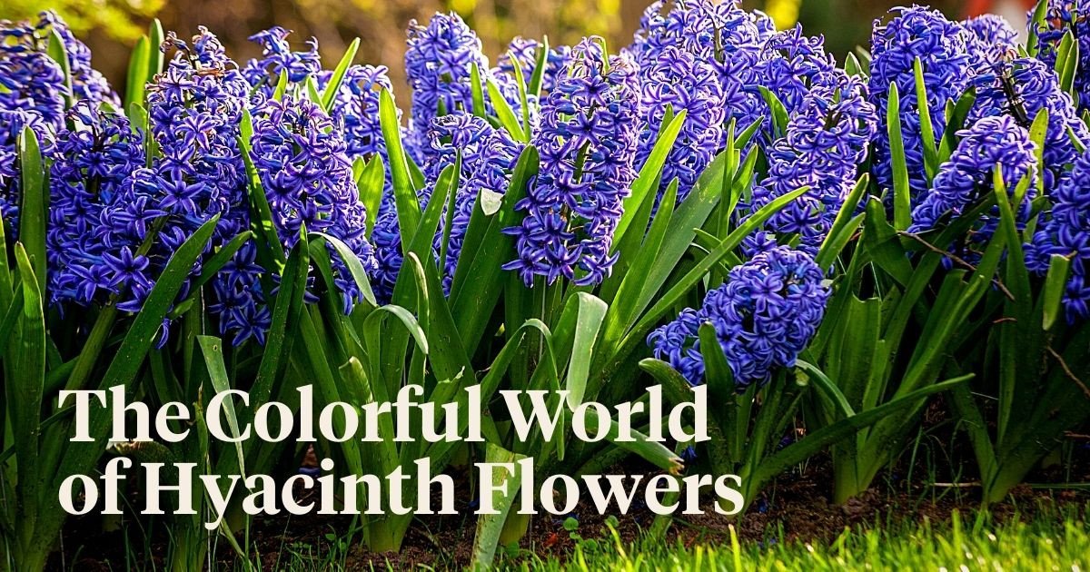 Hyacinth Flower Meaning and Growing Tips Explained
