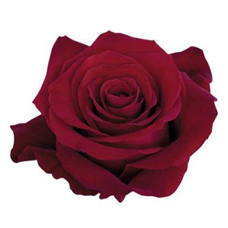 Rose Fortune | Product on Thursd.com