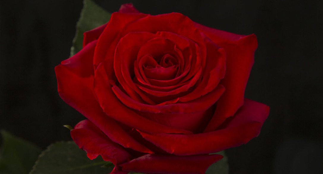 Rose Fortune | Product on Thursd.com