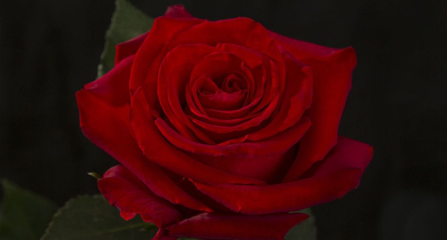 Rose Fortune | Product on Thursd.com