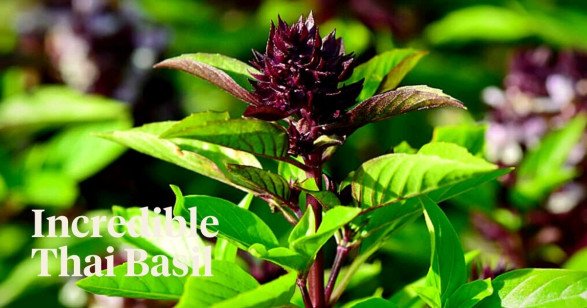 Thai Basil Blends Nature’s Beauty and Flavor