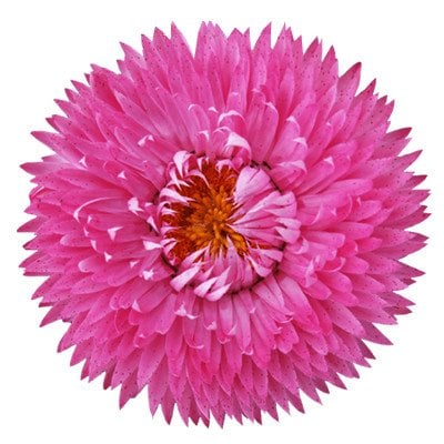 Granvia® Pink Flame - Product on Thursd