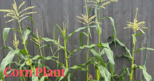 How to Care for Your Corn Plant - Thursd.com