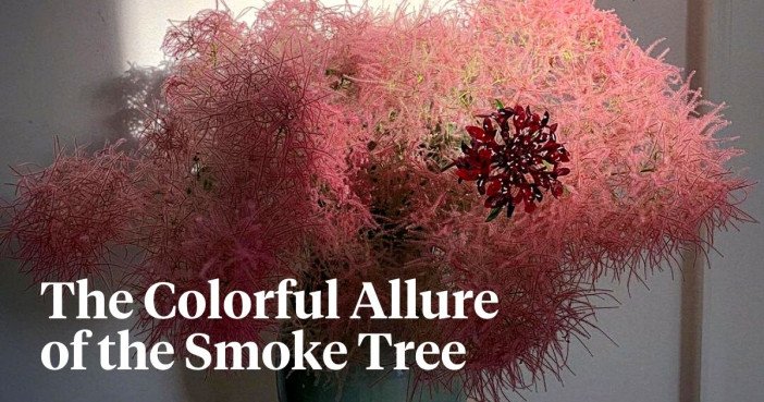 How to Grow and Care for Popular Smoke Bush Varieties