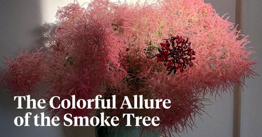How to Grow and Care for Popular Smoke Bush Varieties