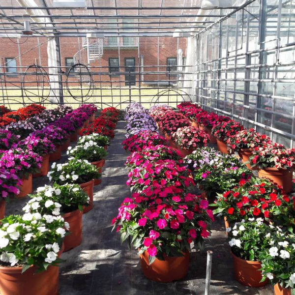SunPatiens Plants for Summer Borders in Full Color